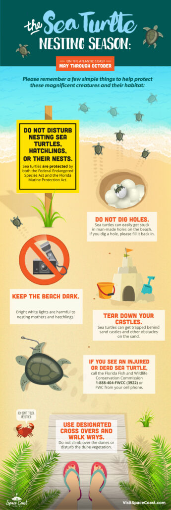 Turtle Nesting Season - Two cozy Florida vacation rentals